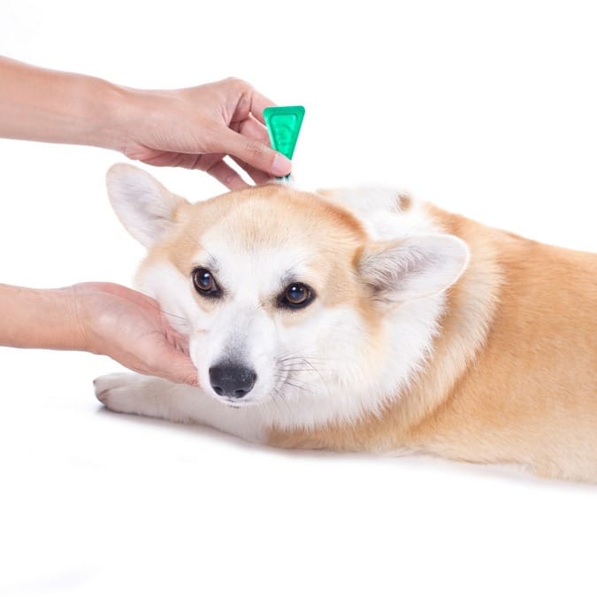 APVMA Code of GMP (Veterinary Medicines) - GMP eLearning Course